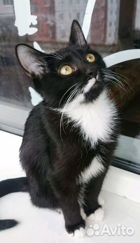 Котенок в черном костюмчике, 4 месяца