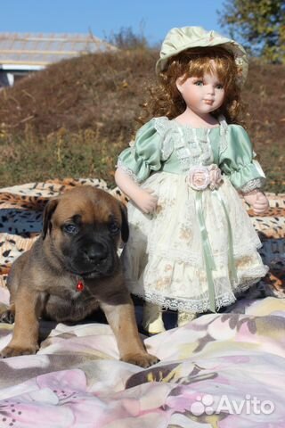 Щенки бурбуля