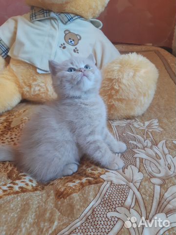 Продается шотландский кремовый котенок