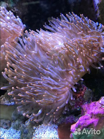 Продаю актинию пузырчатую «пузырёк»