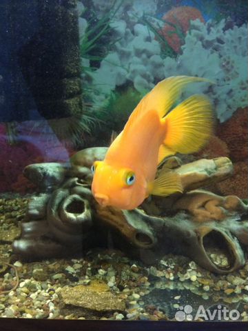 Сом птеригоплихт и рыбка-попугай