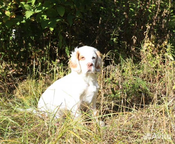 Кламбер спаниель