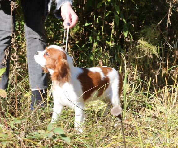 Кавалер кинг чарльз спаниель. Малышка