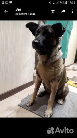 Собака в добрые руки