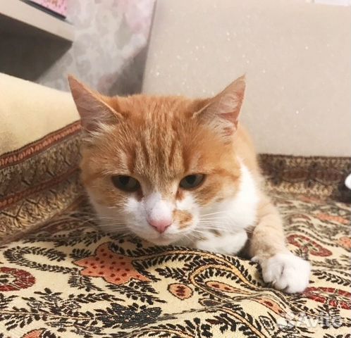 Ласковая кошечка, стерилизованная