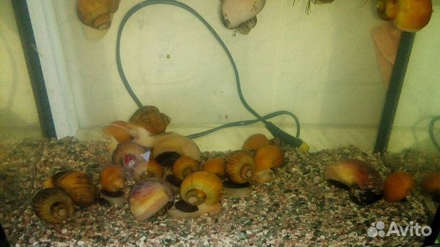 Улитки ампулярии и катушки