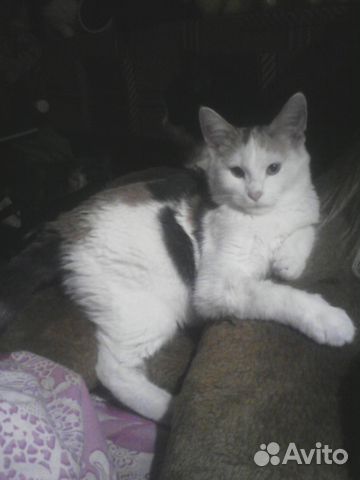 Замурчательные котята