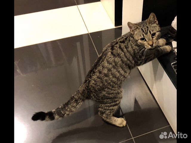 Котёнок девочка ищет дом
