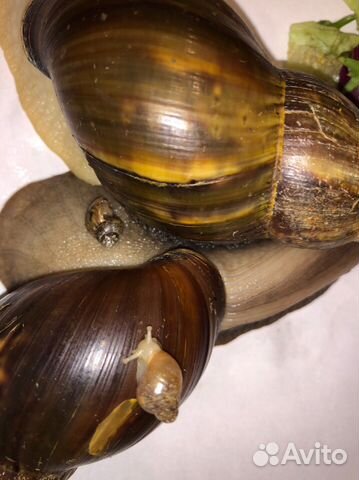 Улитки ахатины, Екатеринбург