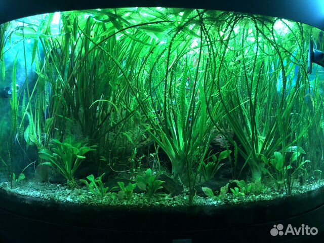 Взрослый кринум курчавый + комплект растений