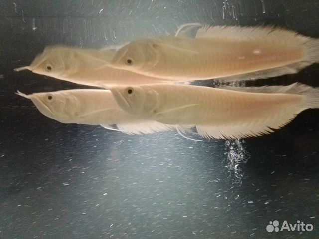 Американская арована альбинос