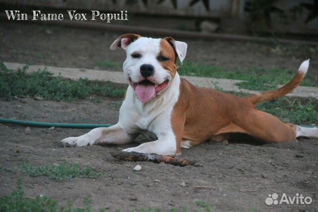 Мальчишка - подросток