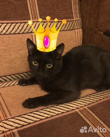 Котёнок мальчик чёрный 6 месяцев