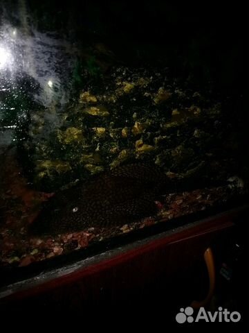 Сом птергоплихт