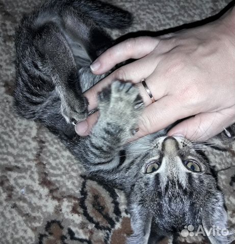 Маленькая ласковая кошечка