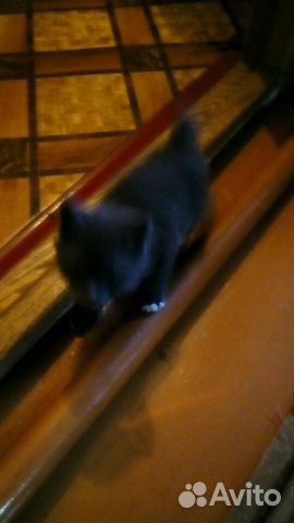 Котик,1"5месяца