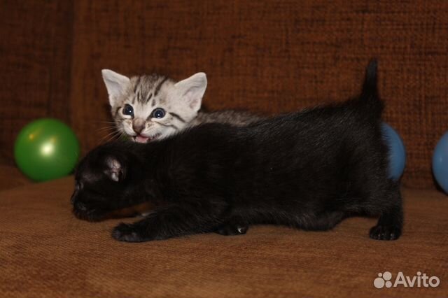 Египетская Мау