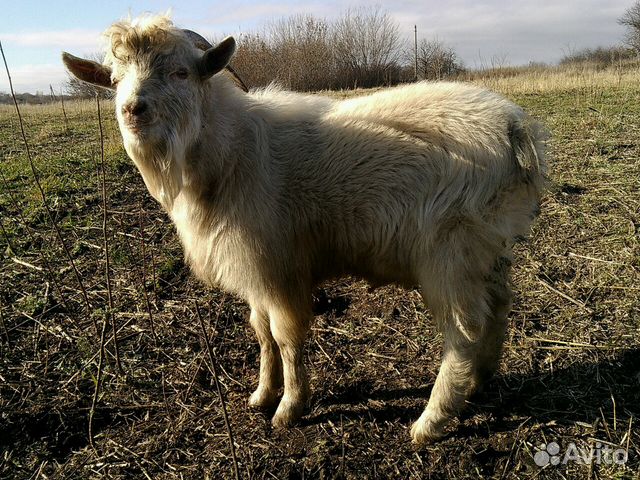 Продам или обменяю козла на козу