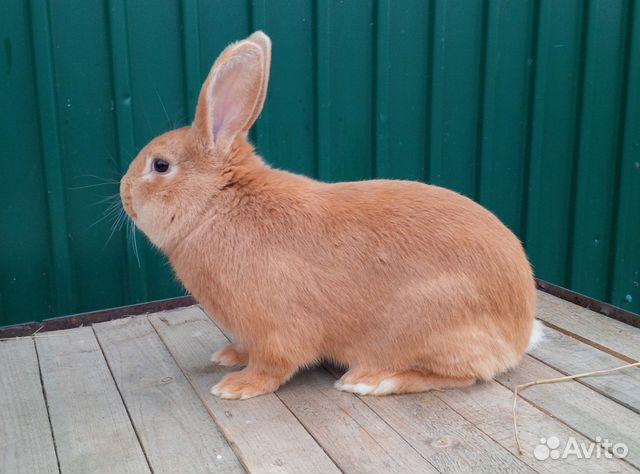 Продам кроликов
