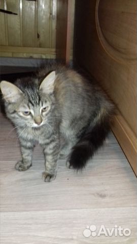 Продаю кошечку