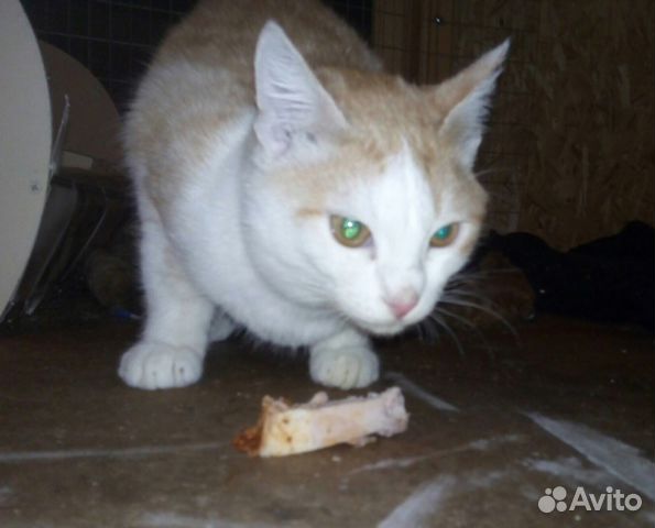 Кот Леопольд