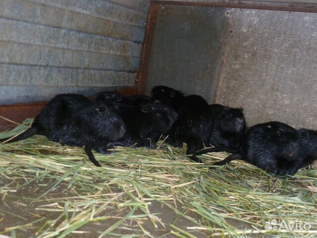 Нутрии на племя