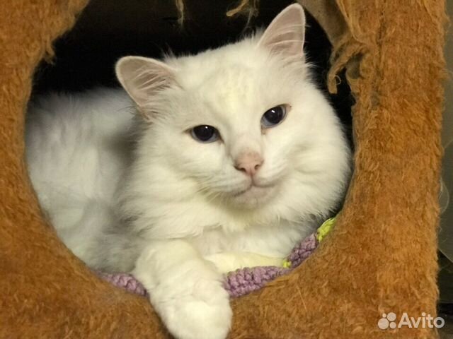 Кошка Тигра в приюте «Право на Жизнь»