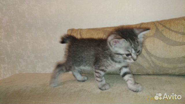 Котенок Курильского бобтейла