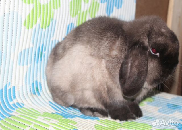 MiniLop самец и самка