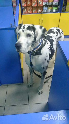 Немецкий дог на пристройство