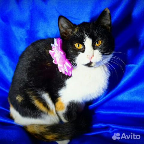 Кошечка в добрые руки