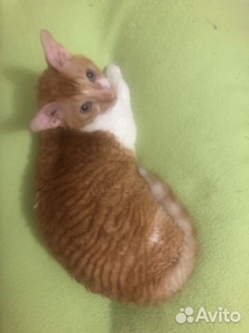 Кот, Корниш-рекс