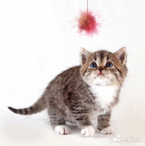 Кошка Белолапка 1,5 мес