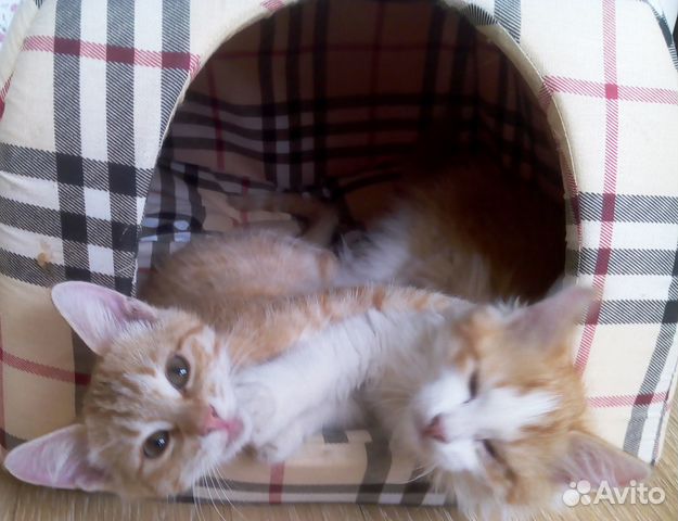 Котики - рыжики (мальчишки)