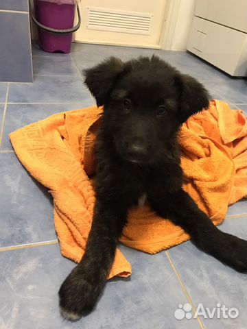 Просто пёсик