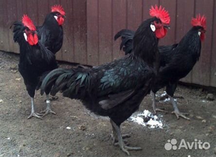 Петухи Барбезье