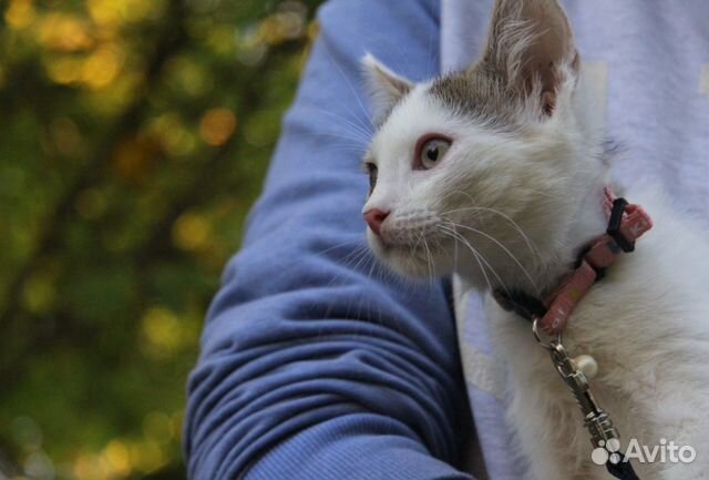 Самый няшный котенок - мальчик Гром для Вас