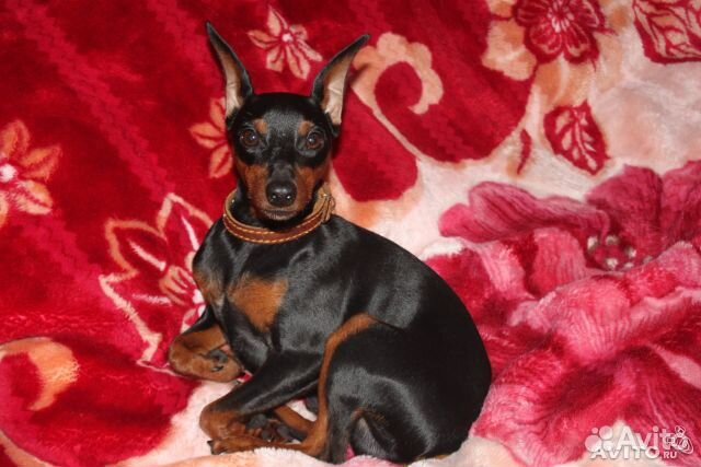 Цвергпинчерята