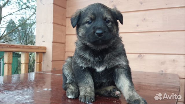 Щенята в добрые руки