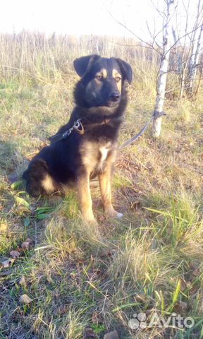 Собака которая для вас. Щенок 7 месяцев девочка