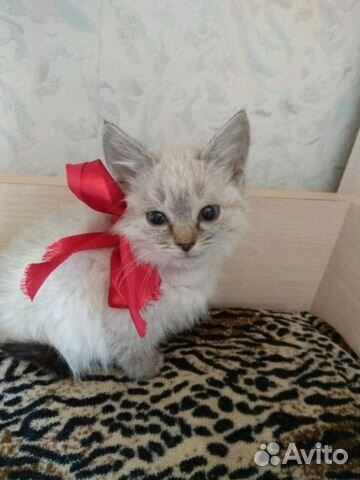 Котёнок девочка