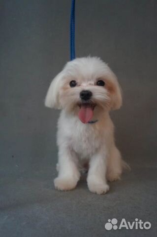 Миниатюрный мальчик