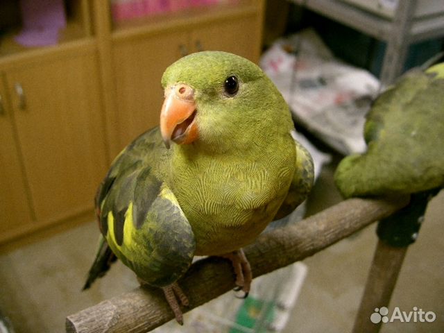 Продается Роскошный Горный Попугай(с клеткой)