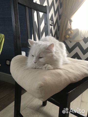 Отдам кошку в хорошие руки