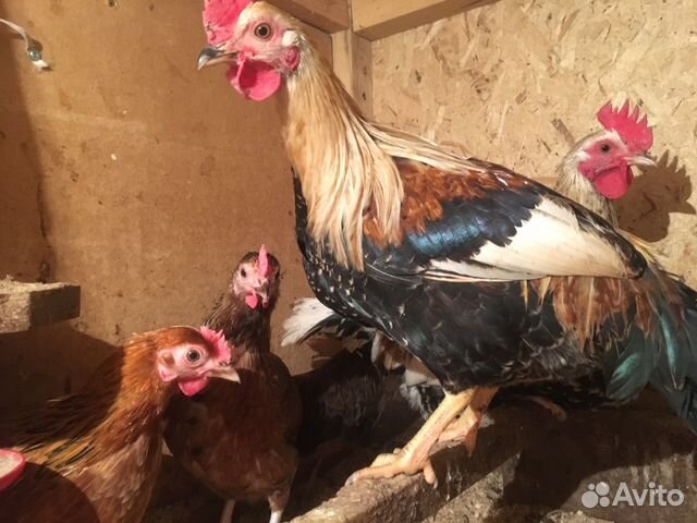 Бентамка, семьи, инкубационное яйцо