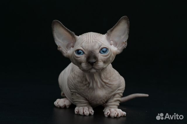 Бамбино девочка из питомника