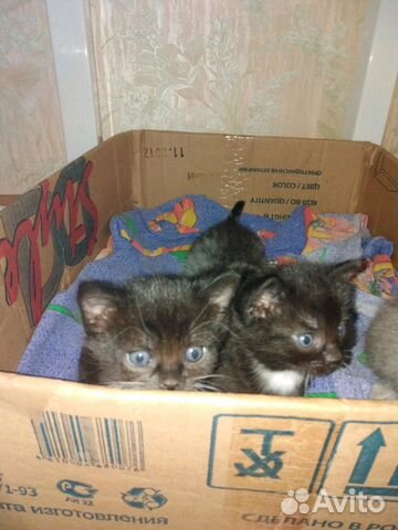 Кошечки в добрые руки