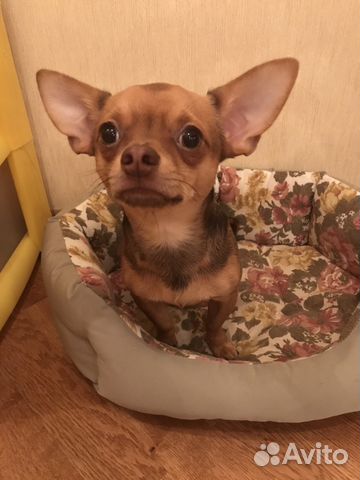 Чихуахуа кобель