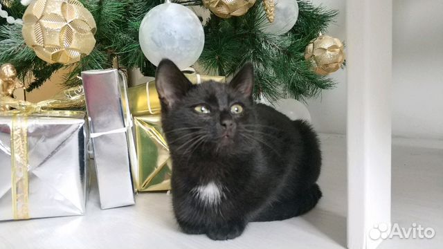 Котёна Клео