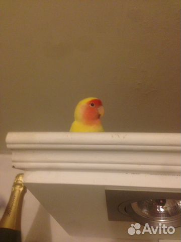 Попугай Неразлучник